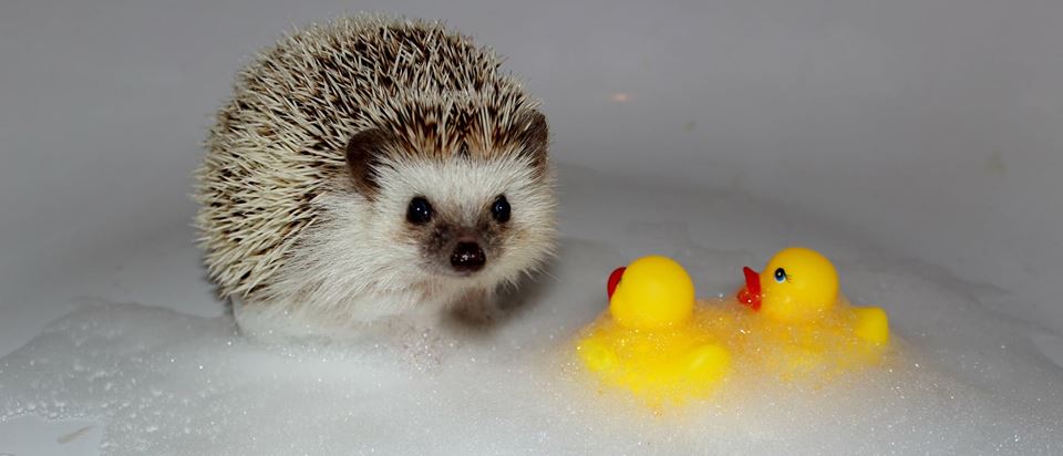 How to care for the skin, fur and quills of hedgehogs and tenrecs - The ...