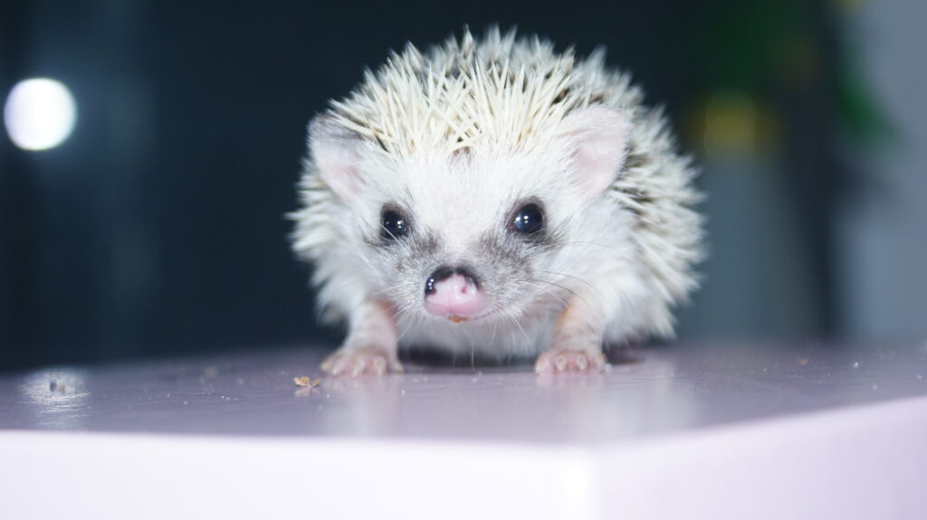 Wanneer je de jongen moet scheiden: timing is cruciaal - The Hedgehog Program